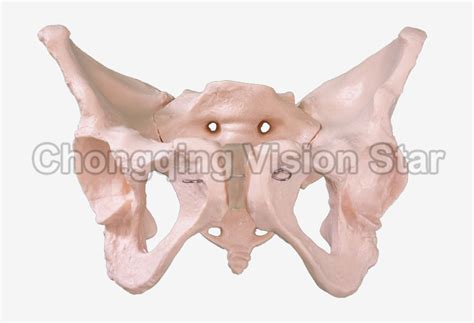 Ape124 Adult Female Pelvis China Manufacturer Price Medical Equipment