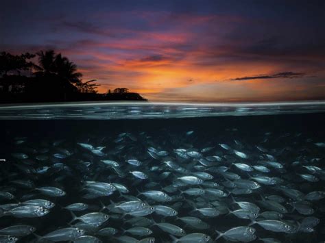 How To The Perfect Split Shot Photo Underwater360