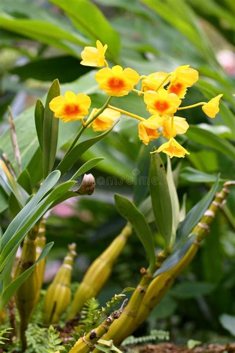 The Yellow Flowers Of Dendrobium Chrysotoxum Stock Image Image Of Flowers Yellow 348850029