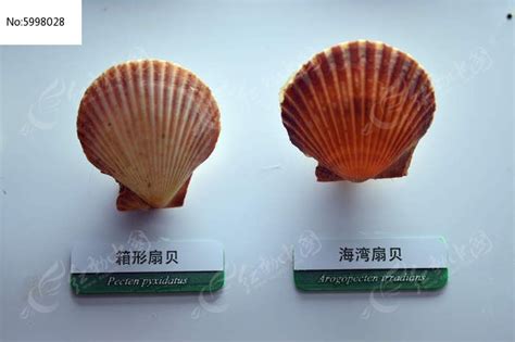 箱型扇贝和海湾扇贝高清图片下载 红动中国