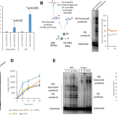 Effect Of LEDGF P75 On In Vitro Integration Catalyzed By HIV 1 IN Onto