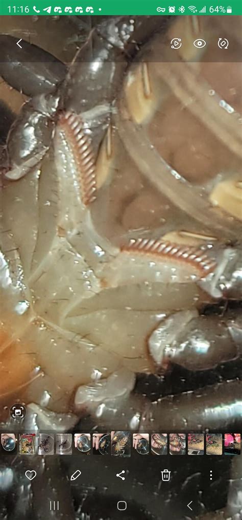 Scorpion Species And Gender Identification Help R Tarantulas