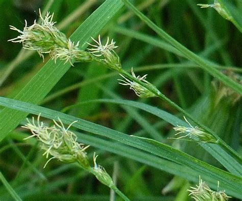 Grassland Sedge Carex Divulsa Care Guide Pests Diseases Watering