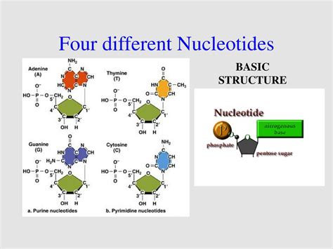 Dna Ppt Download