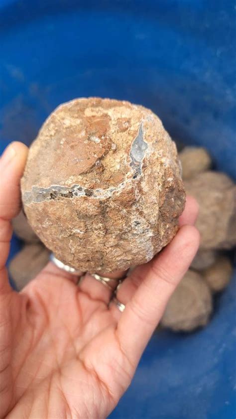 Thunder Egg Geode Unopened Thunder Egg Geode Break Your Own Geode Rocks