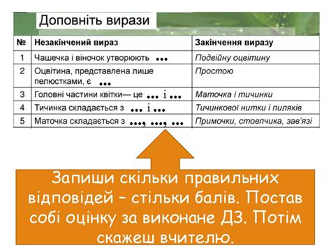 Квітка Дослідження будови квітки презентация онлайн