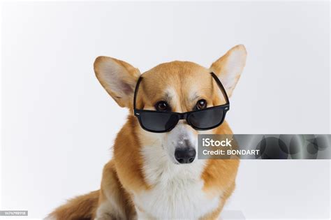 사랑스러운 귀여운 웨일스 어 Corgi Pembroke는 흰색 배경에 앉아 옆을 바라 보는 선글라스를 착용하고 있습니다 가장