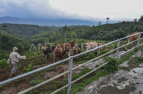 AGROWISATA MINI RANCH SAPI PASUNDAN ANTARA Foto