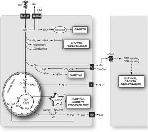 Q S Next The Diverse Functions Of Glutamine In Metabolism Cell