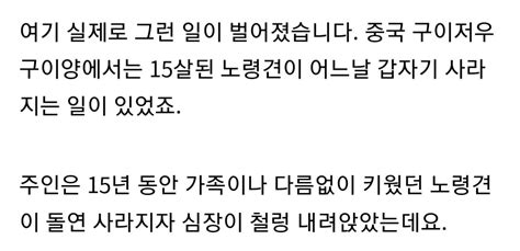 가족들이 자기 죽음을 슬퍼할까봐 숲속으로 들어간 노령견 연예이슈 수다방 네모판