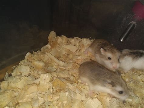 Roborovski Hrček Kletka