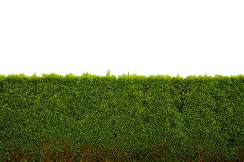 Hedge Png