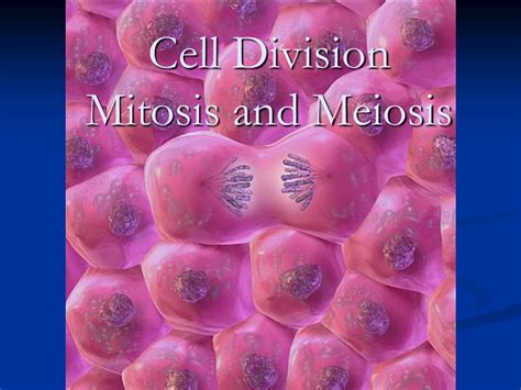 Ppt Cell Division Mitosis And Meiosis Powerpoint Presentation Free Download Id 3092559