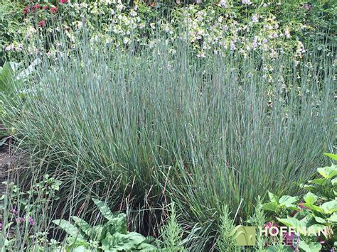 Schizachyrium Scoparium Blue Heaven
