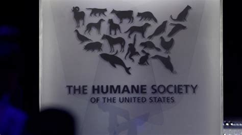 Humane Society Ceo Resigns After Sexual Harassment Allegations