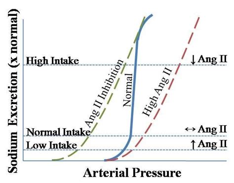 6 Schematic Illustrating The Effects Of Losing Dynamic Function Of The