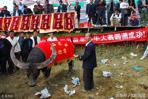 牛王去世，500多人送葬16人抬它，墓葬立碑刻字，祭祀用茅台酒 搜狐大视野 搜狐新闻