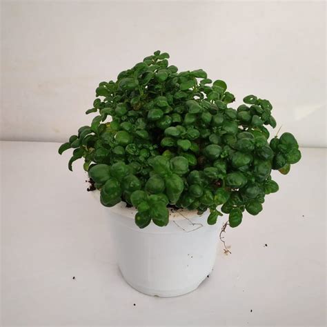 Bubble Plant Nurserybuy