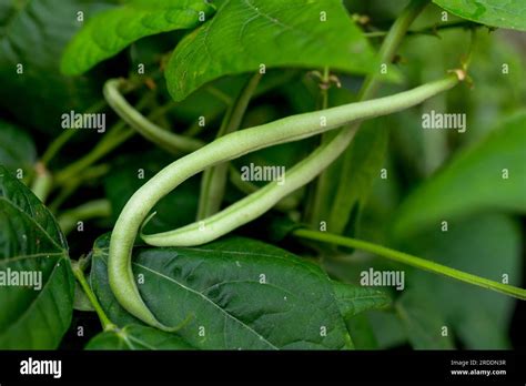Green Beans In Garden Mature Ripe Phaseolus Vulgaris String Haricot