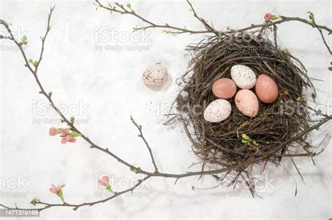 소박한 흰색 배경에 부활절 달걀과 분홍색 꽃이 만발한 마르멜로 가지가 있는 새 둥지 위에서 높은 각도 보기 복사 공간 선택한