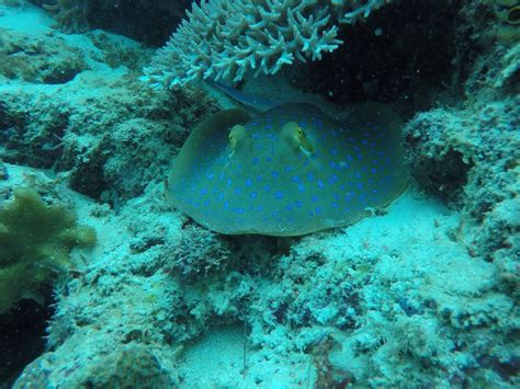 用户照片 Taeniura lymma 蓝斑条尾魟 喵潜AI鱼类辨识 FISH ID 你的在线鱼书
