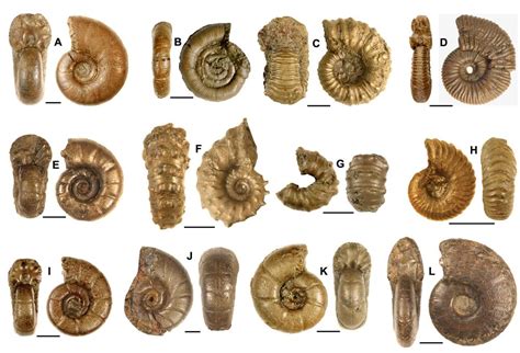 Rocky Rexs Science Stuff Planet Earth Ammonites Ammonite Fossils