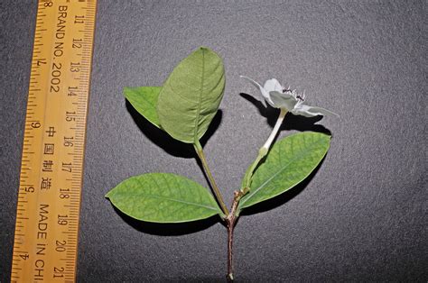 Wrightia Antidysenterica Apocynaceae Image 223287 At PhytoImages Siu Edu