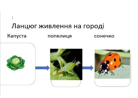 Ланцюг живлення на полі Ілюстрації Початкова освіта