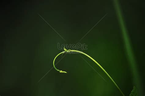 Small Plant Foto Descarga Gratuita Hd Imagen De Foto Lovepik