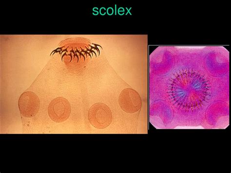 Ch 8 Acoelommorpha Platyzoa And Mesozoa Ppt Download
