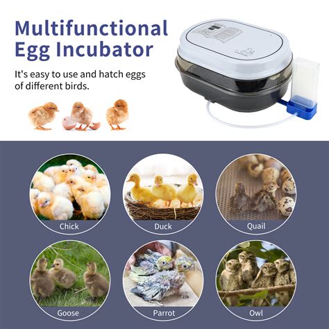 Chicken Egg Incubator Fully Automatic Incubator Small Incubator 18 Eggs From China Manufacturer
