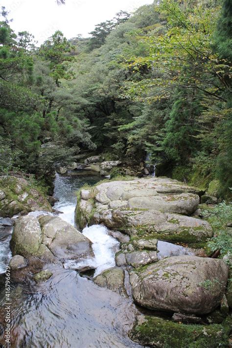 Hiking on Yakushima Shiratani Unsui kyo Gorge moss forest 屋久島での