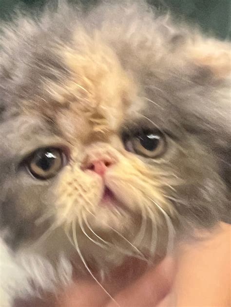 Persian Female Kitten Cats And Kittens For Rehoming Calgary Kijiji