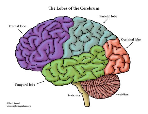 Brain Structures And Lobes Mini Posters