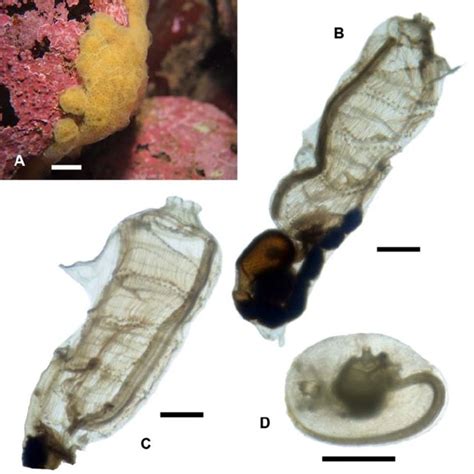 a pyura chilensis group of individuals with some asterocarpa