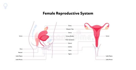 Gráfico De Informação Sobre Anatomia Do Sistema Reprodutivo Humano
