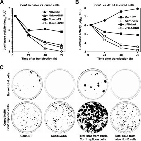 Effect Of Host Cell Determinants On Hcv Rna Replication A Transient