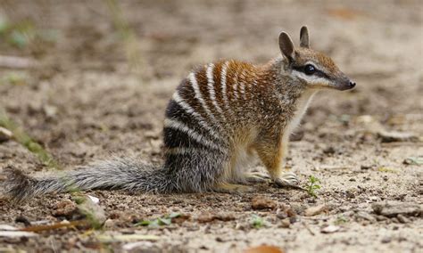 Australias 7 Cutest Marsupials And Where To Find Them Wanderlust