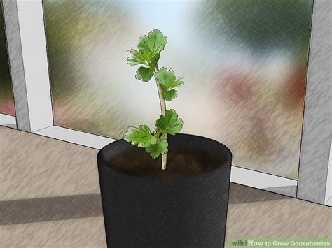 How To Grow Gooseberries 13 Steps With Pictures Wikihow
