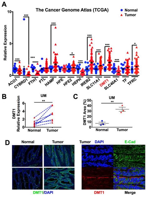 Iron Uptake Via Dmt1 Integrates Cell Cycle With Jak Stat3 Signaling To Promote Colorectal