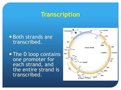 Ppt Mitochondrial Dna Powerpoint Presentation Free Download Id2663404