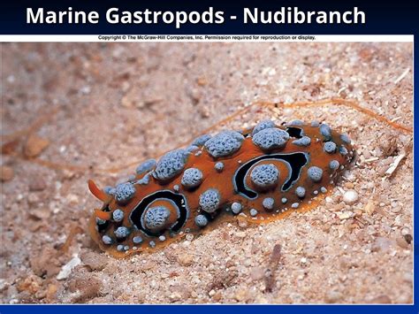 Class Classification Of Mollusca Upto Classppt