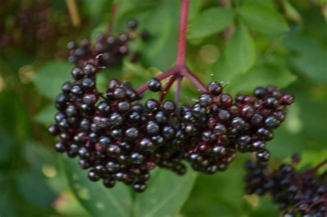 Šeivamedžio Grožis Ir Nauda