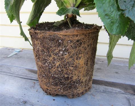 How To Deal With Extremely Root Bound Plants Root Simple