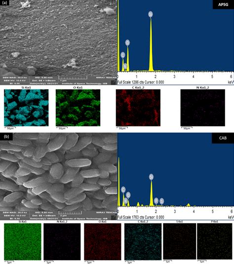 Scanning Electron Micrographs Sem And Edx Spectrum Of A Activated