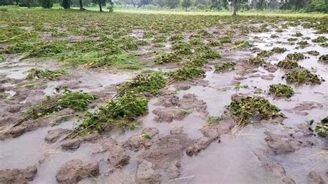Severe Flooding In Vidarbha From Heavy Rainfall Causes Crop Damage