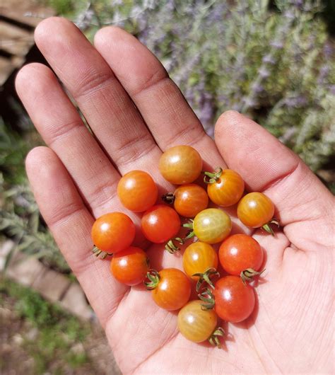 Semilla De Tomate Tenca El Jardín De Pauly