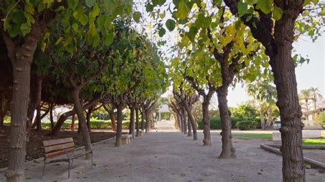 Row Of Park Benches Near Trees Stock Video Video Of Public Wood 336475071
