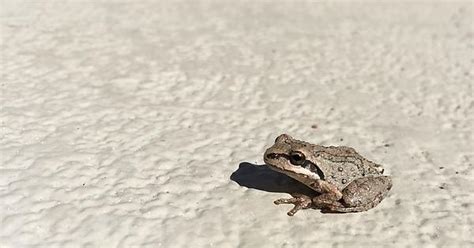 Anyone Know Their Toads Lake Tahoe Nv Imgur