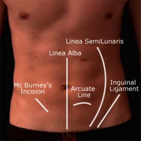 4004 Surface Anatomy Flashcards Quizlet
